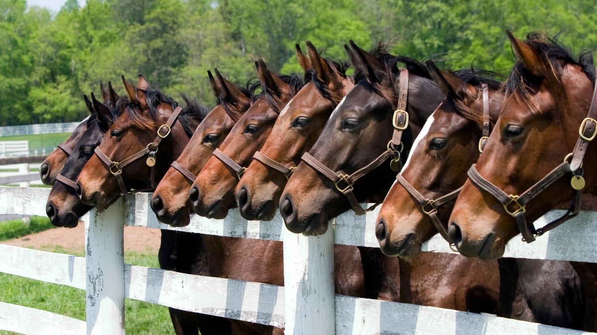 Les meilleures races de chevaux pour un spectacle équestre