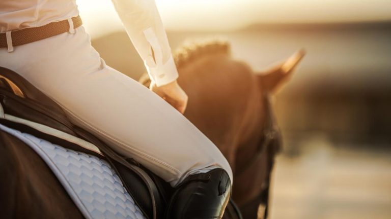 Les meilleures races de chevaux pour un spectacle équestre